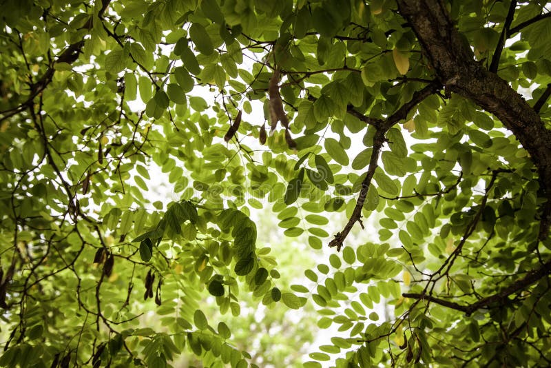 Natural leaves background stock photo. Image of nature - 187421156