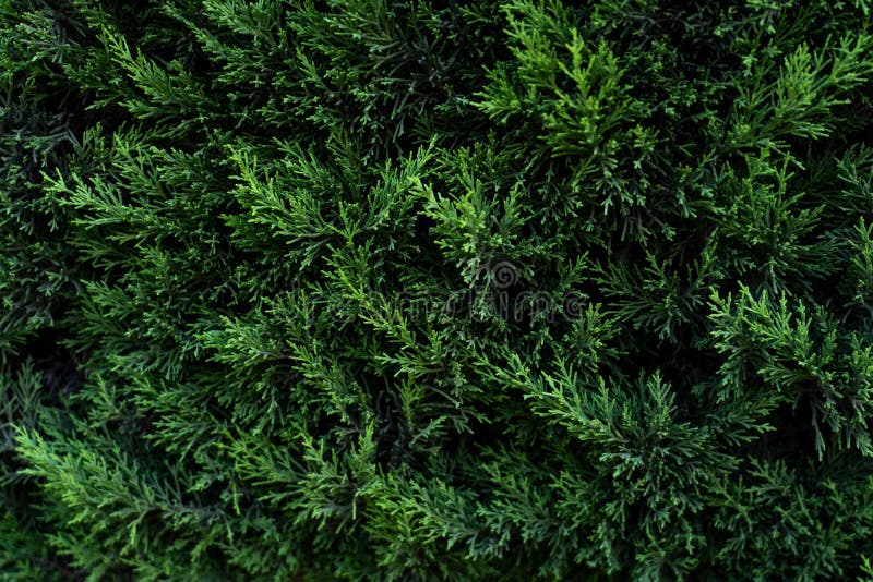 Natural leaves bushes stock image. Image of natural - 162152579