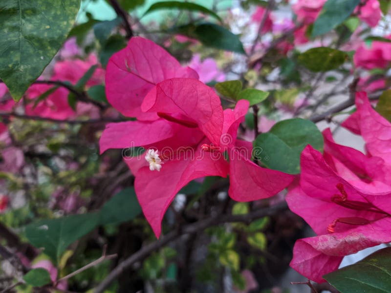 Natural Leaves Flower Tree Landscape Stock Image - Image of green, alam ...