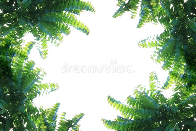Natural leaves frame stock photo. Image of tree, poster - 28434204