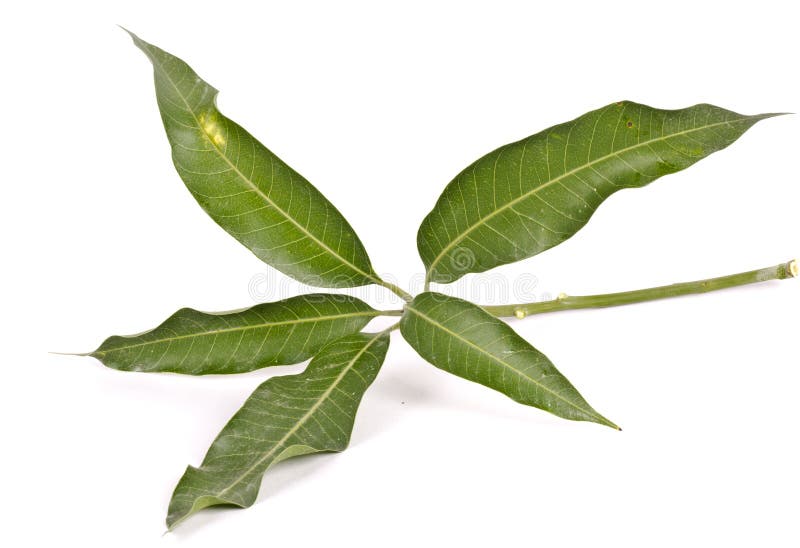 Natural Leaves of a Mango Tree Stock Image - Image of healthcare ...