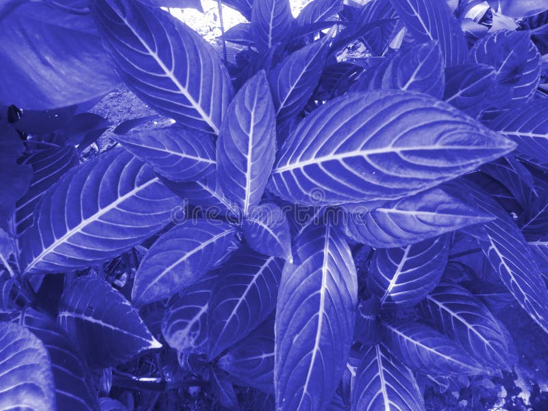 Edited Leaves in Different Colour Stock Image - Image of leaves, leaf ...