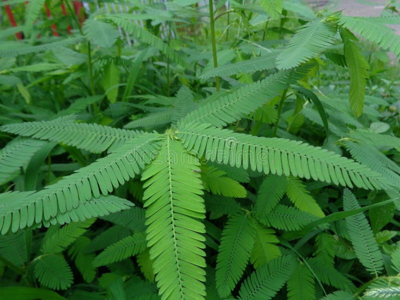 Edited Leaves in Different Colour Stock Image - Image of green, colour ...