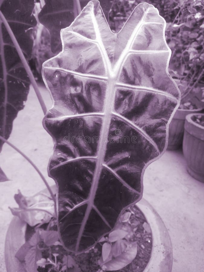 Edited Leaves in Different Colour Stock Image - Image of black, green ...