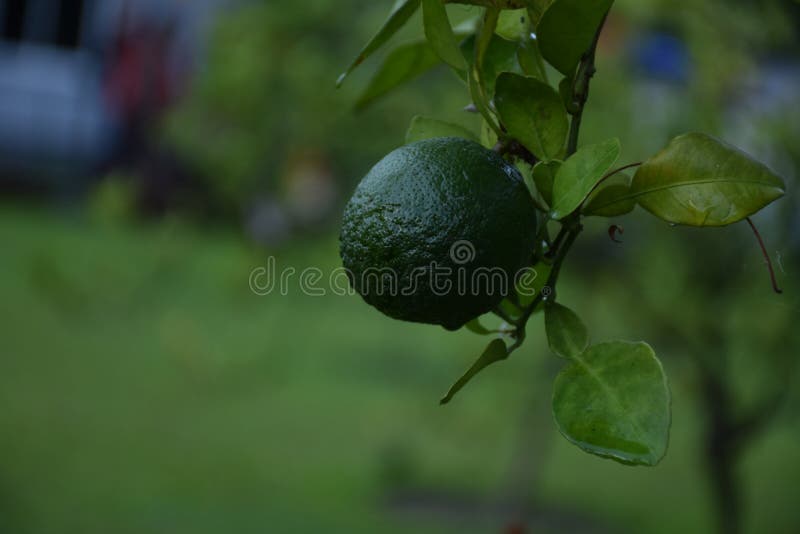 Form Gurden Stock Photos - Free & Royalty-Free Stock Photos from Dreamstime