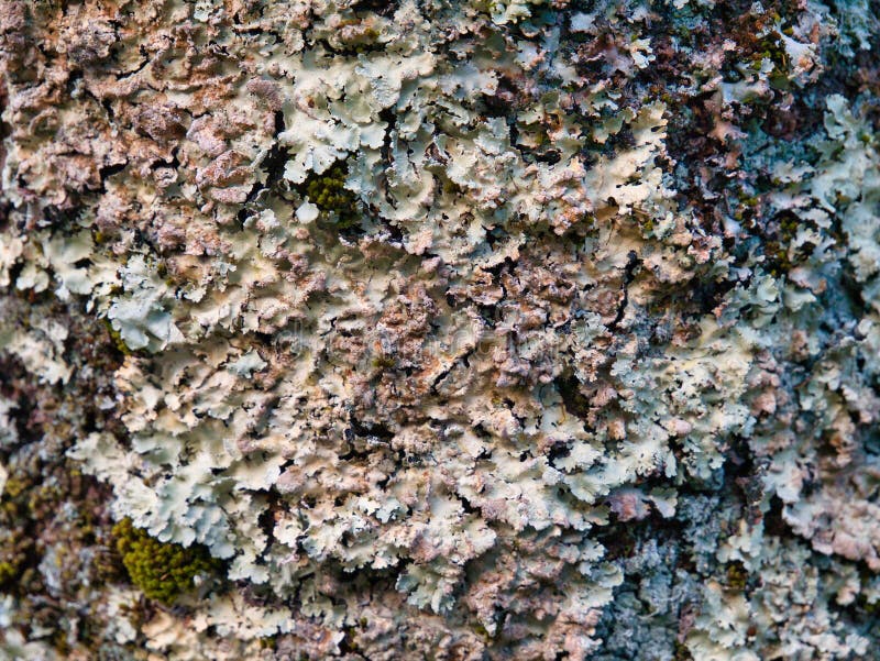 Natural Lichen Growing on the Trunk of a Maple Tree - Perhaps a ...