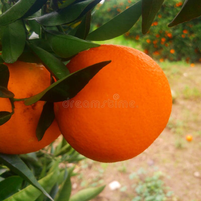 Natural life stock image. Image of natural, pure, life - 106057461