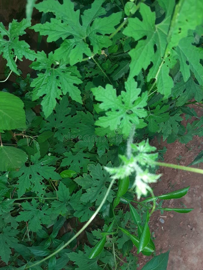 946 Karela Plant Stock Photos - Free & Royalty-Free Stock Photos from ...