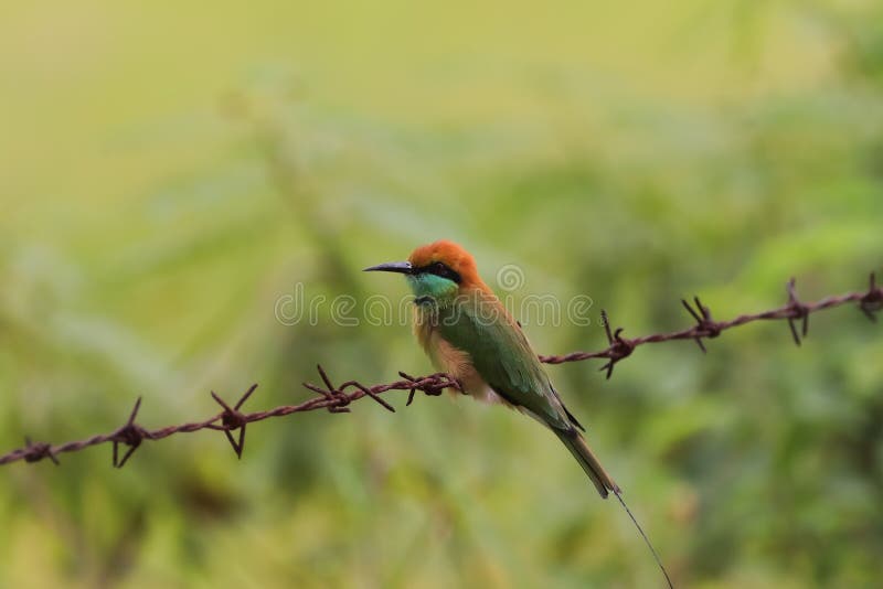 The Natural Life of a Little Bird in the Middle of the Countryside ...