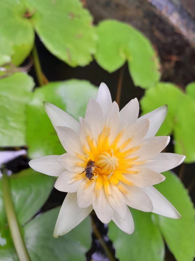 The Natural Life of a White Lotus Flower Being Infested with Insects Stock Photo - Image of ...