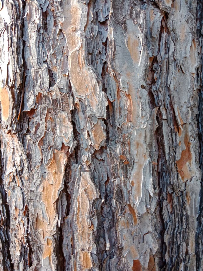 Bark of tree. stock image. Image of material, black - 118520177