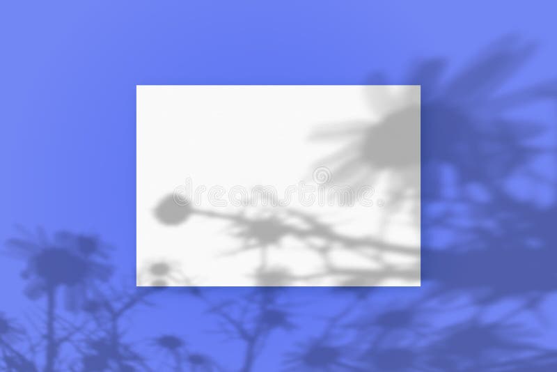 Natural Light Casts Shadows from the Flowers of the Cosmea on a ...