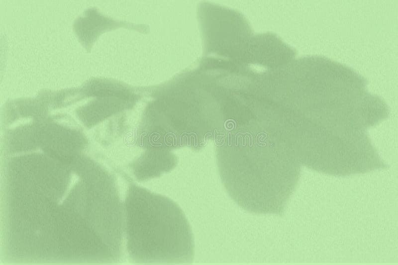 Natural Light Casts Shadows from a Leaves Branches of Tree. Top View of ...