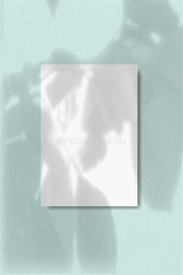 Natural Light Casts Shadows from the Plant on a Rectangular Sheet of ...