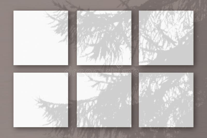 Natural Light Casts Shadows from a Spruce Branch on 3 Square Sheets of ...