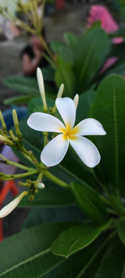 Natural Light without Edited Stock Photo - Image of shrub, edited ...