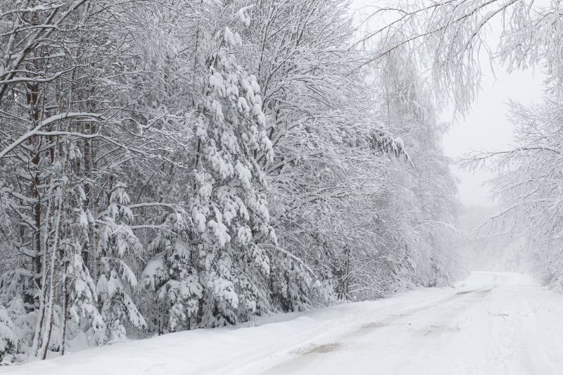 Natural Light. Forest in the Snow Stock Photo - Image of abstract ...