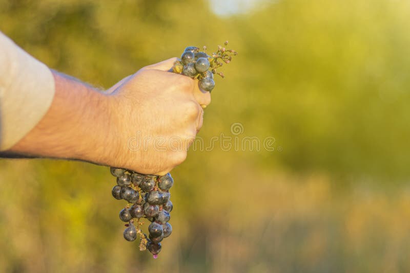Natural Light. a Human Hand Crushes a Handful of Blue Grapes Stock ...