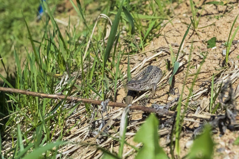 Natural Light. Lizard. in the Natural Habitat. Close-up. Soft Focus ...