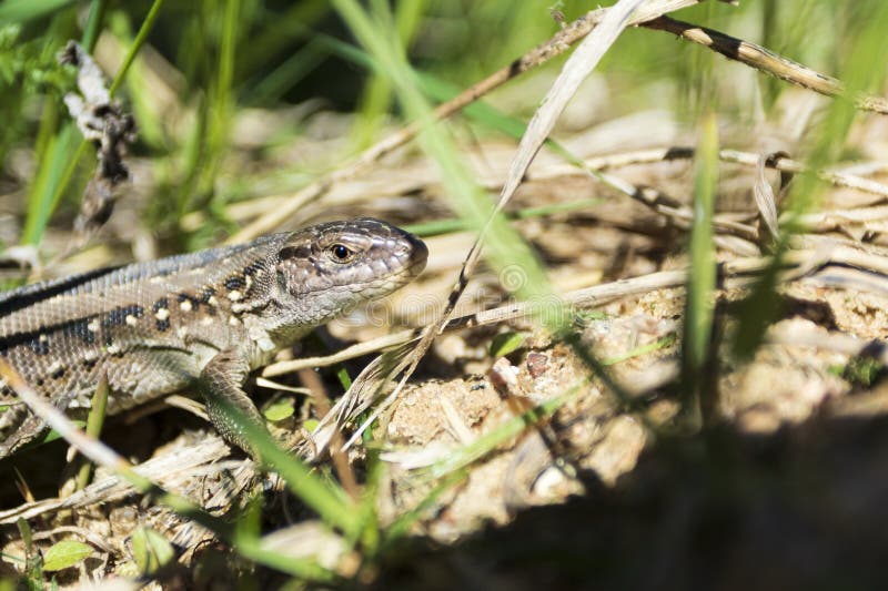 Natural Light. Lizard. in the Natural Habitat. Close-up. Soft Focus ...