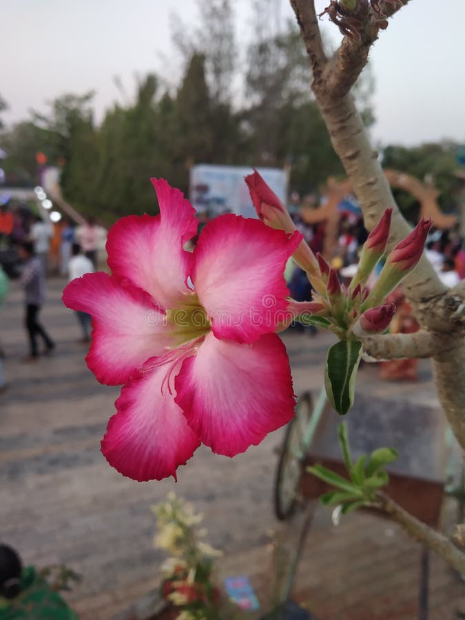 Natural Light Photography about Flower Stock Photo - Image of plant ...