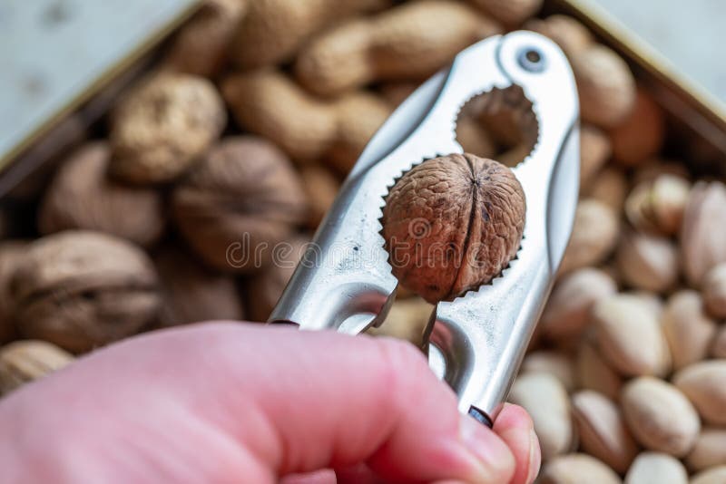 Cracking a Walnut in the Nutcracker. Stock Photo - Image of walnut ...