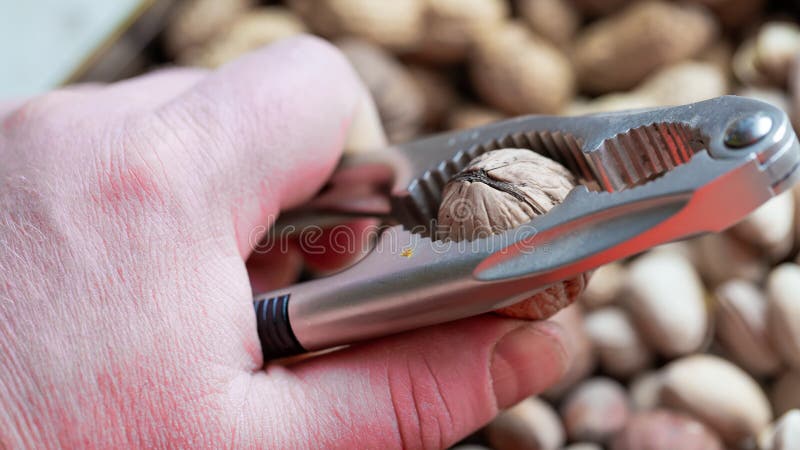 Cracking a Walnut in the Nutcracker. Stock Photo - Image of walnut ...