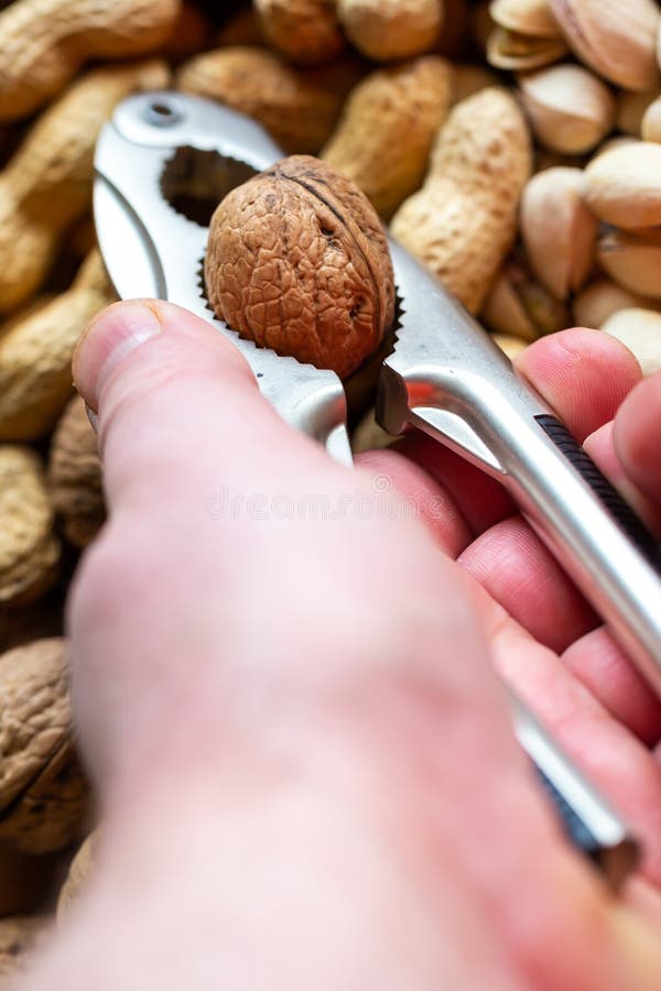 Cracking a Walnut in the Nutcracker. Stock Photo - Image of walnut ...
