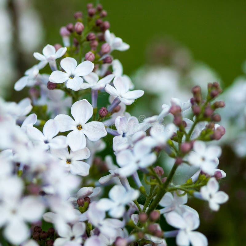 Natural lilac background stock photo. Image of macro - 135913728