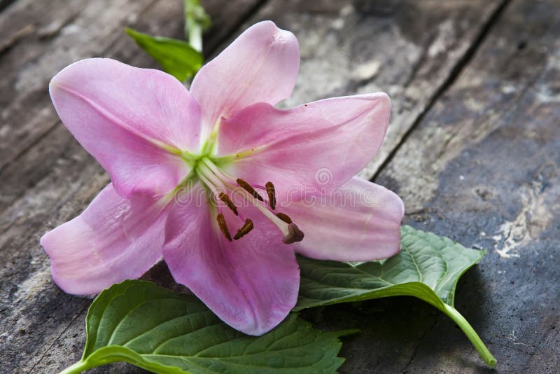 Natural Lily Pads Water Lillies Stock Image - Image of natural, flora ...