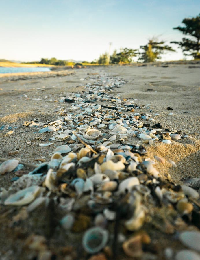 A Natural Line of Seashells Stock Photo - Image of coast, sand: 187045254