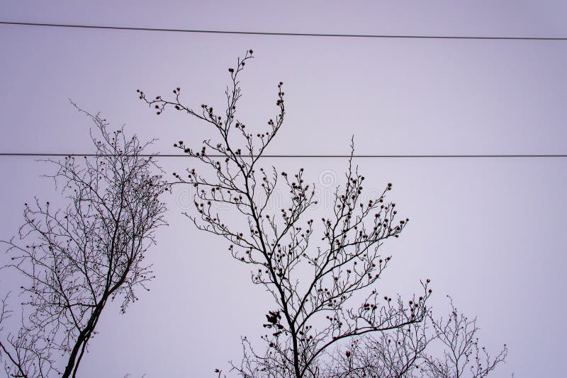 Natural lines stock image. Image of green, cold, grass - 209780669