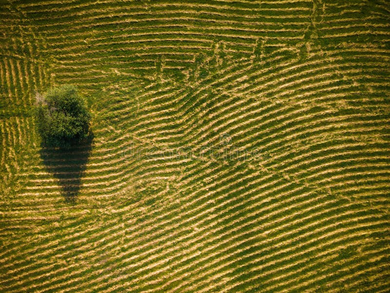 Natural Lines on Grass Meadow. Lonely Tree in Fields Stock Photo ...