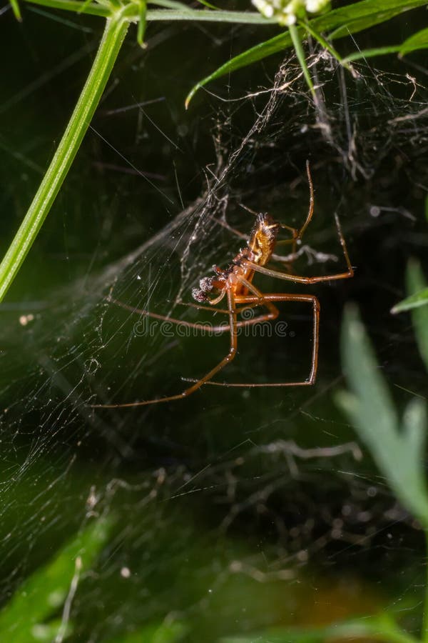 Natural Linyphia Triangularis Spider, Summer Sunny Day Natural ...