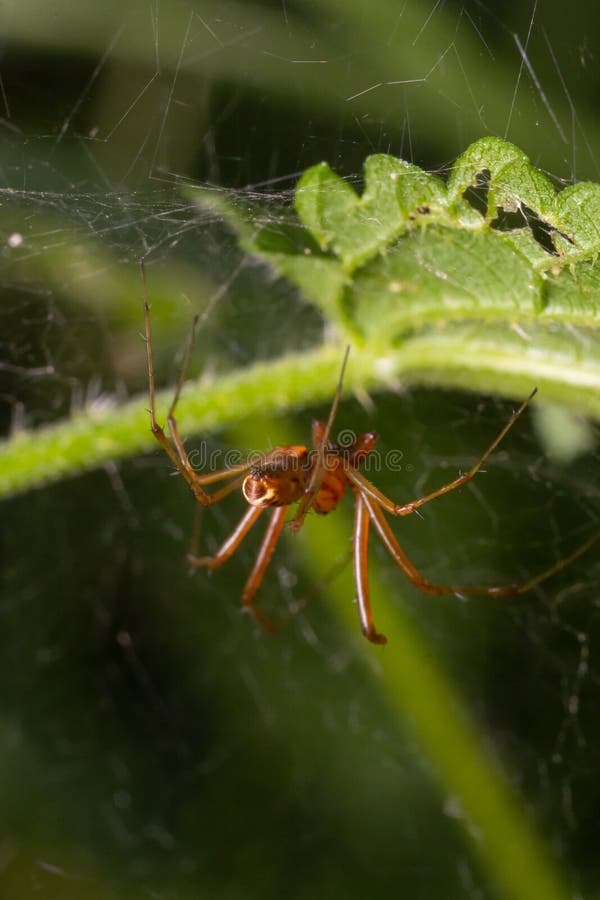 Natural Linyphia Triangularis Spider, Summer Sunny Day Natural ...