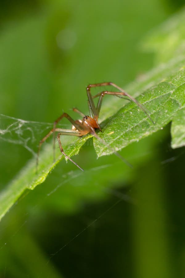 Natural Linyphia Triangularis Spider, Summer Sunny Day Natural ...