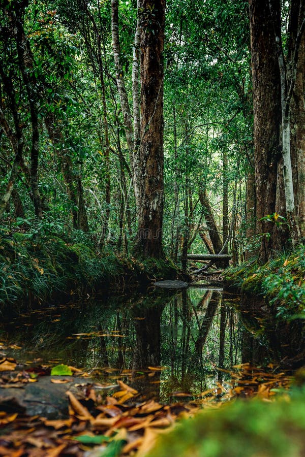 Natural Log Bridge on a Stream in the Forest with Dry Leaves Stock ...