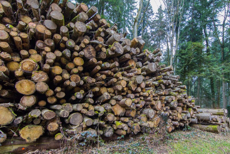 Natural Log Pile in the Forest Stock Image - Image of view, natural ...