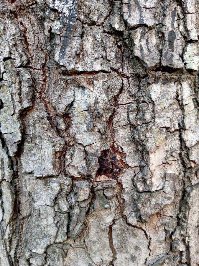 A Natural Looking Dark Greenish Brown Bark Stock Image - Image of dark ...