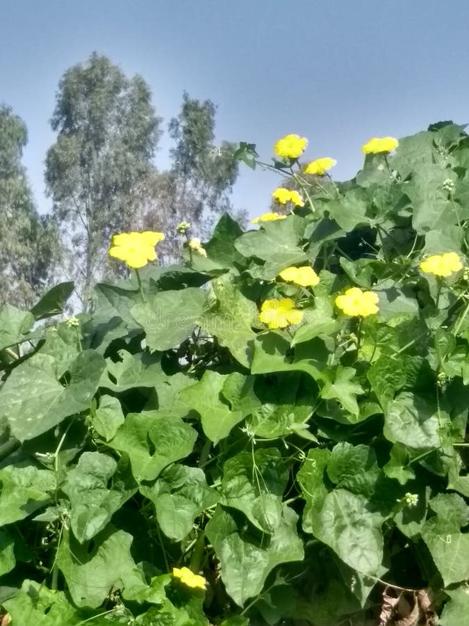 Natural love stock photo. Image of natural, otical, love - 126553844