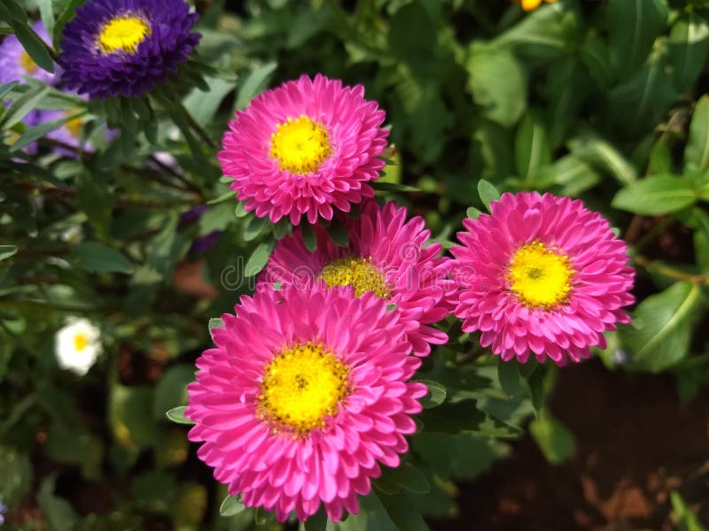 Flower stock photo. Image of flower, lovely, color, natural - 133405182