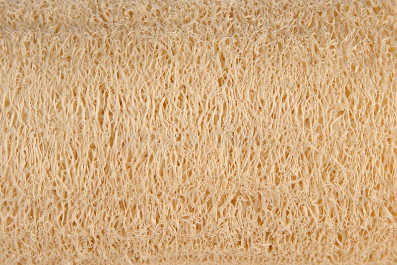 Sponge texture stock photo. Image of natural, color, isolated - 22097588