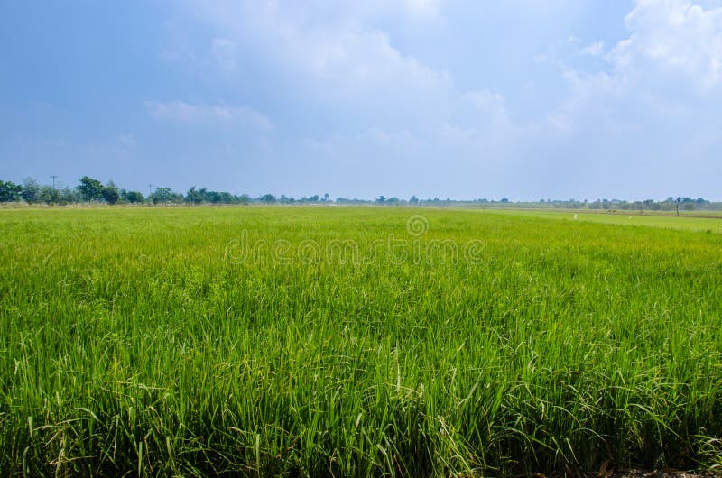 Lush rice fields stock photo. Image of colorful, countryside - 105171284