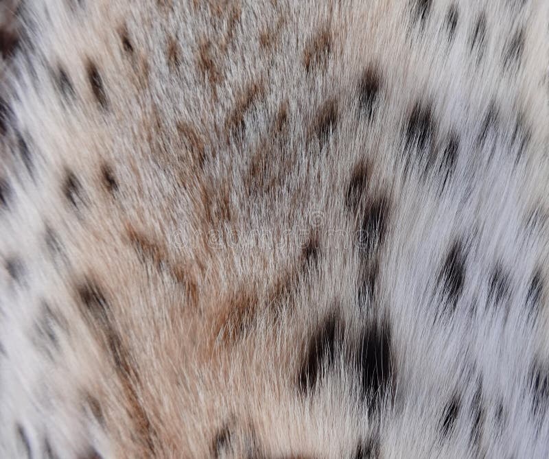 Background of lynx fur stock photo. Image of surface - 14183028