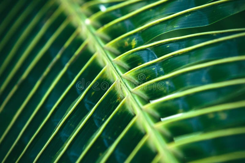 Natural Macro Photo of Green Palm Tree Leaf Structure Stock Image ...