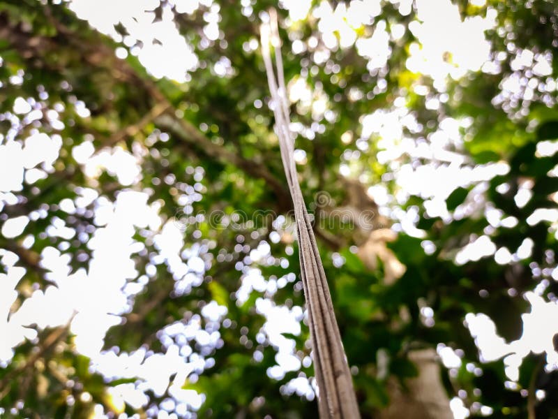 101 Canopy Fiber Stock Photos - Free & Royalty-Free Stock Photos from ...