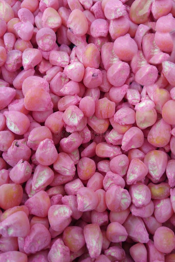 Corn or Maize Hybrid Seed Background . Stock Image - Image of blur ...