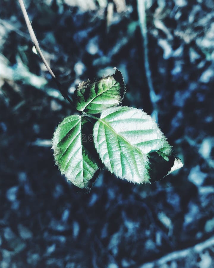 Natural Magic stock photo. Image of minimalism, blue - 147898932