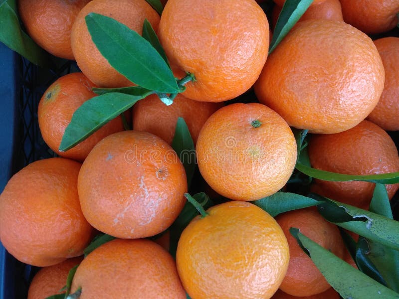 Natural mandarin stock image. Image of mandarin, natural - 106599017