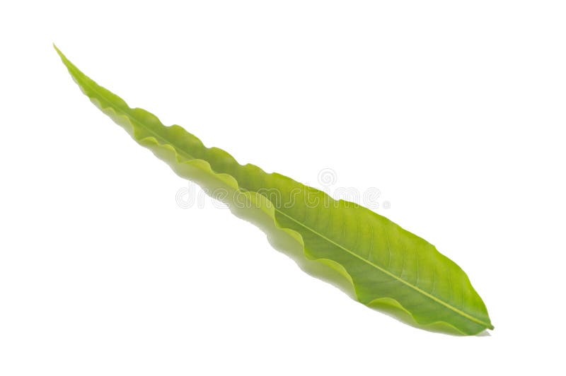 Isolated Mango Leaves, on White Background. Stock Photo - Image of leaf ...